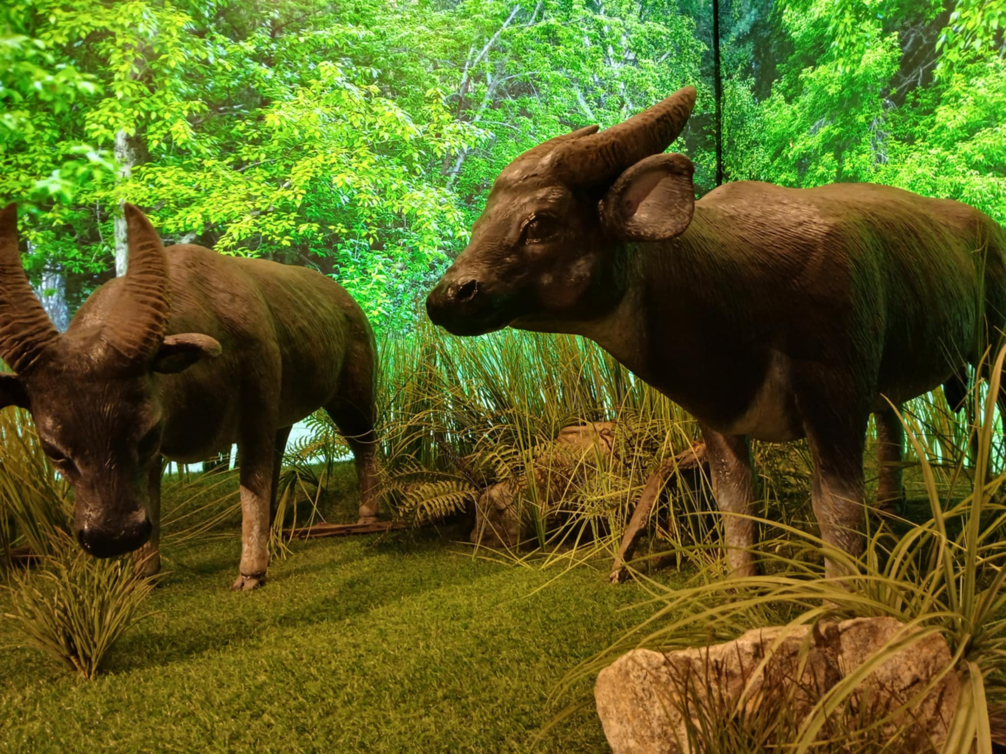 The Last Dawn of the Cebu Tamaraw – InfoCebu